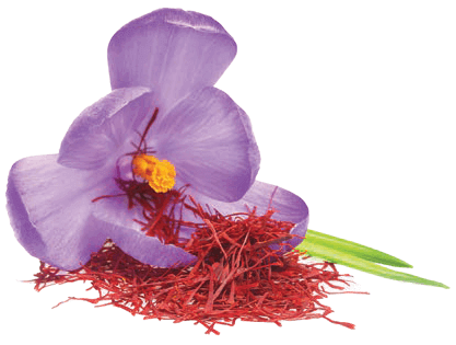 Wertvoller Safran das therapeutische Gewürz mit patentierten ...